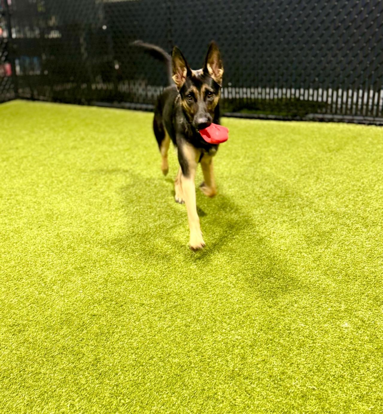 The Pup Hub Dog Daycare And Boarding | Paw Partner