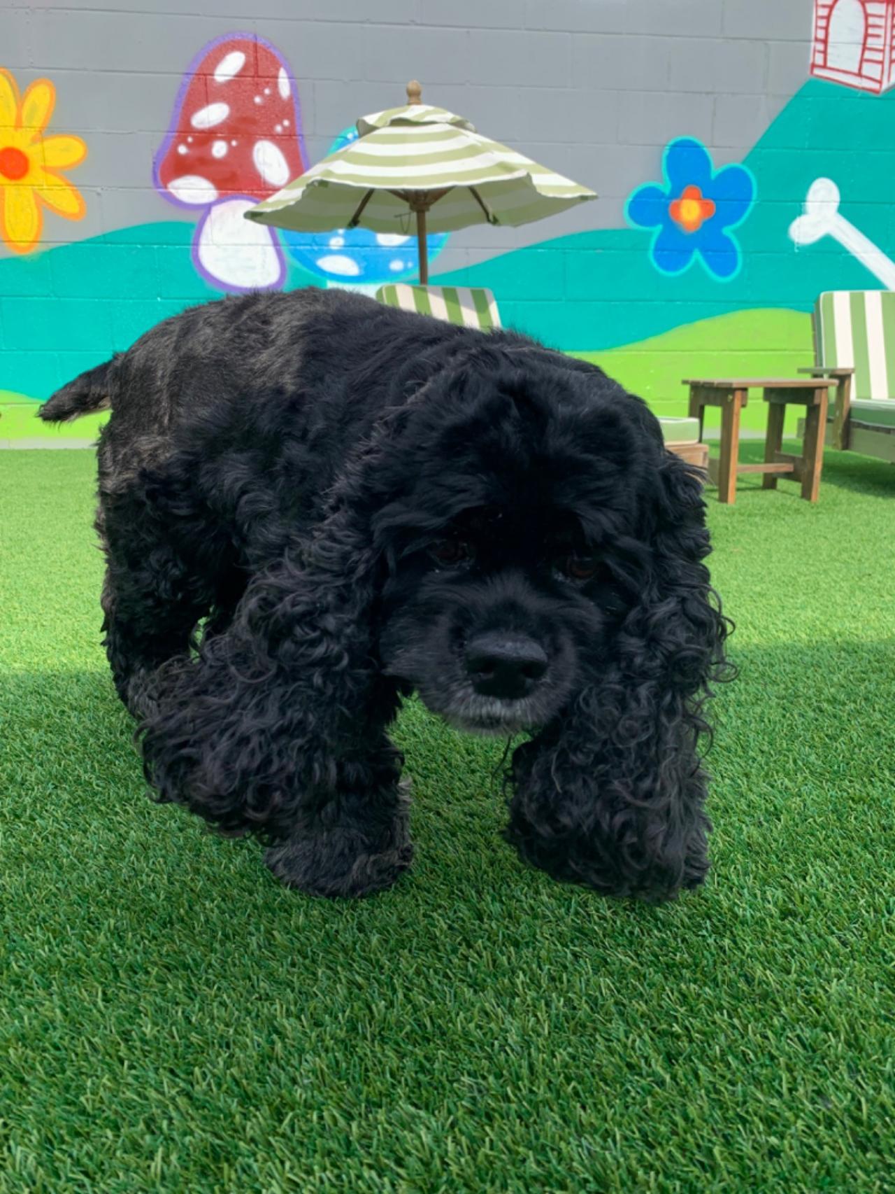 Wee Little Paws Inn - Crystal Lake | Paw Partner