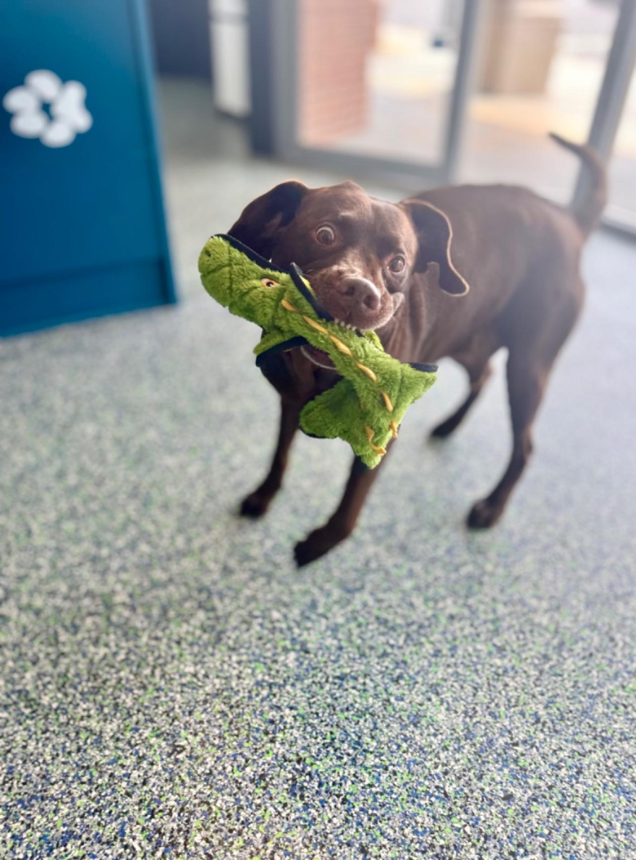 The Pup Hub Dog Daycare And Boarding | Paw Partner