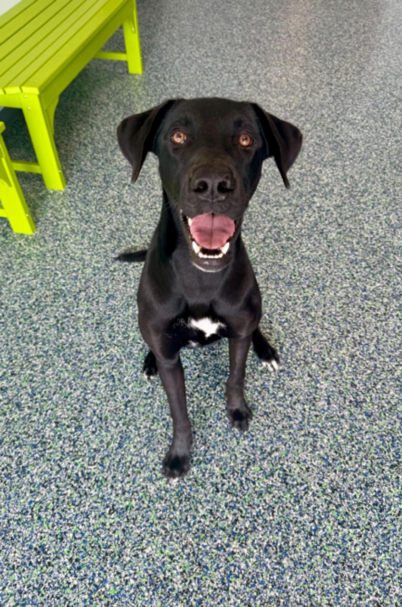 The Pup Hub Dog Daycare And Boarding | Paw Partner