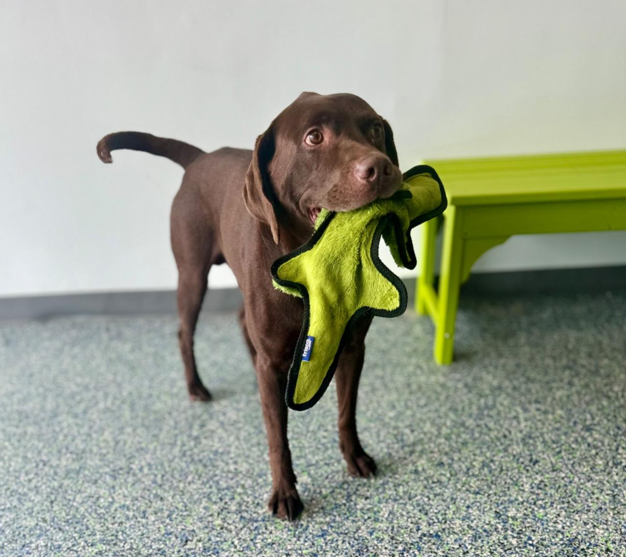 The Pup Hub Dog Daycare And Boarding | Paw Partner