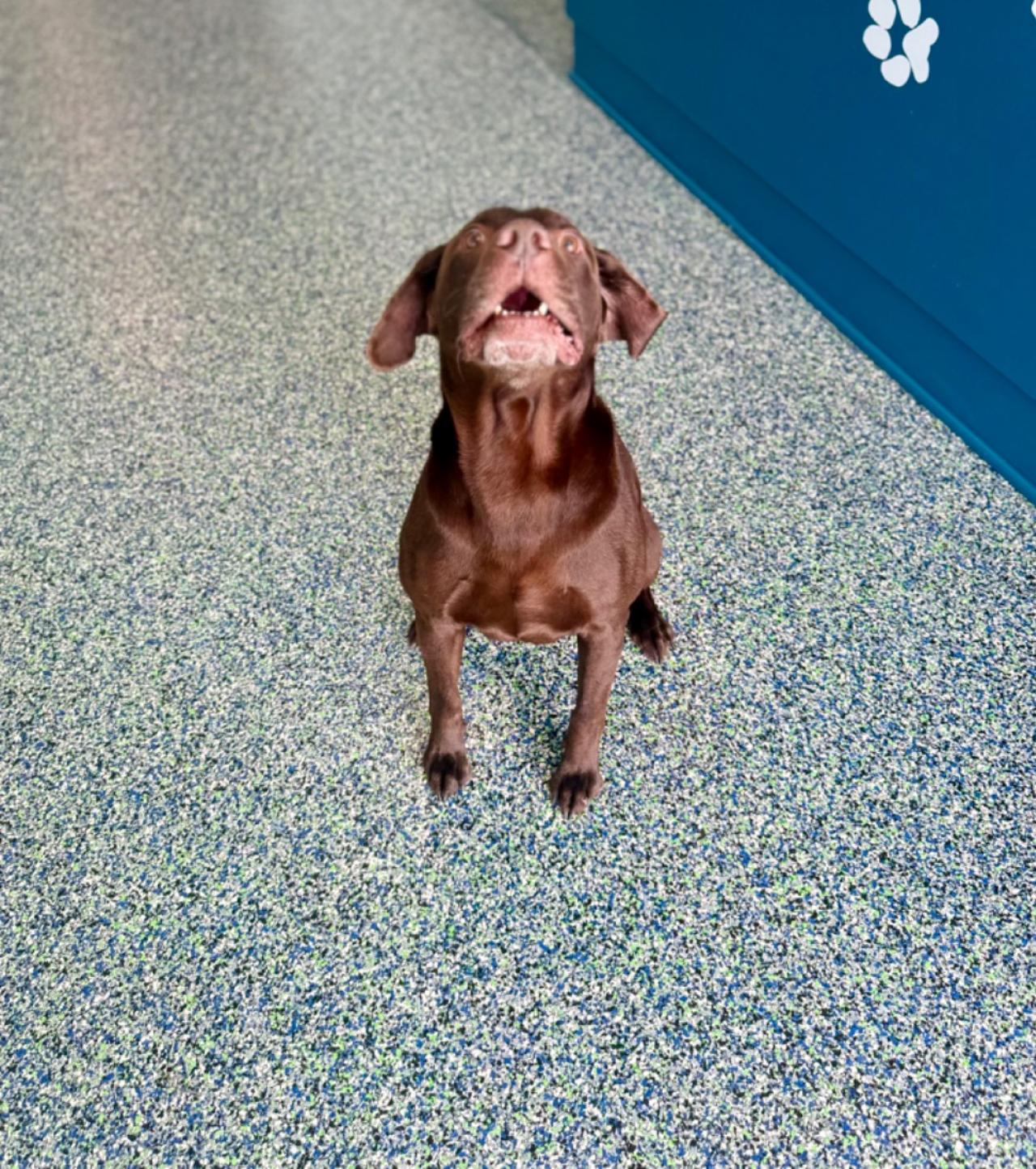 The Pup Hub Dog Daycare And Boarding | Paw Partner