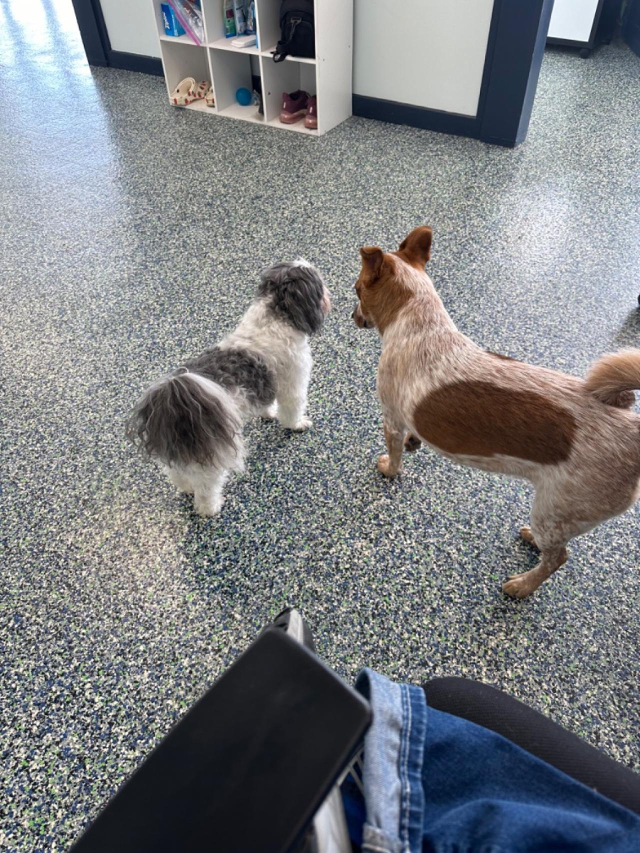 The Pup Hub Dog Daycare And Boarding | Paw Partner