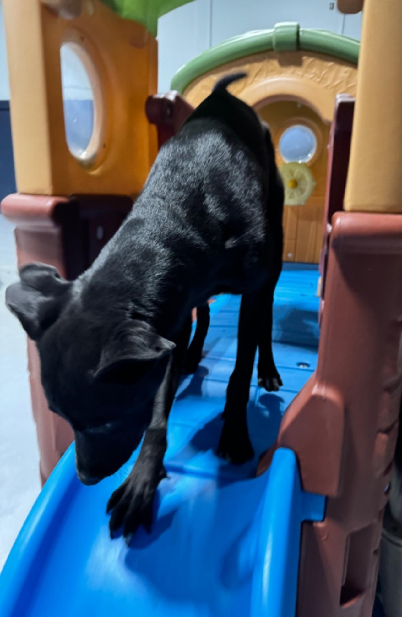 The Pup Hub Dog Daycare And Boarding | Paw Partner