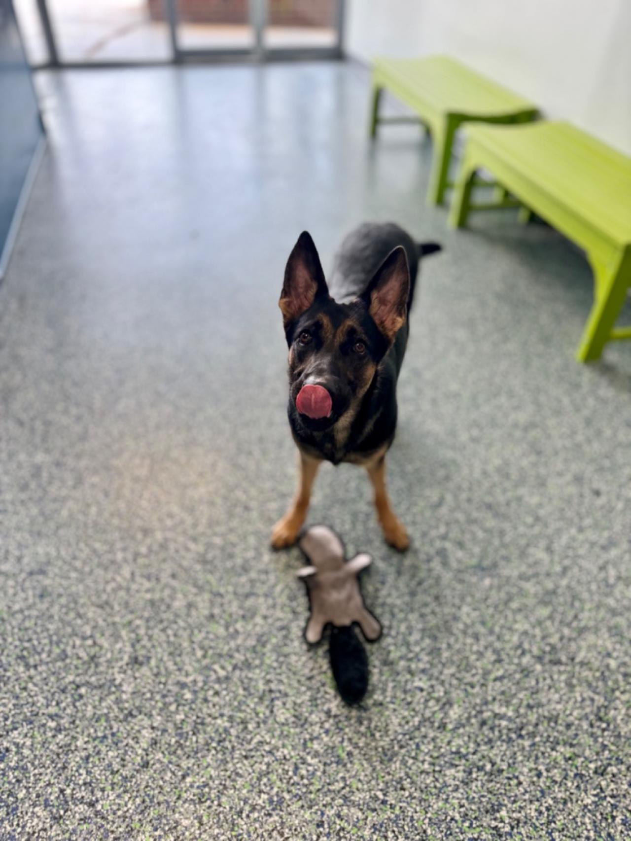 The Pup Hub Dog Daycare And Boarding | Paw Partner