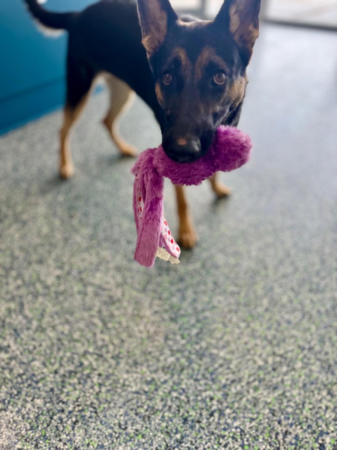 The Pup Hub Dog Daycare And Boarding | Paw Partner