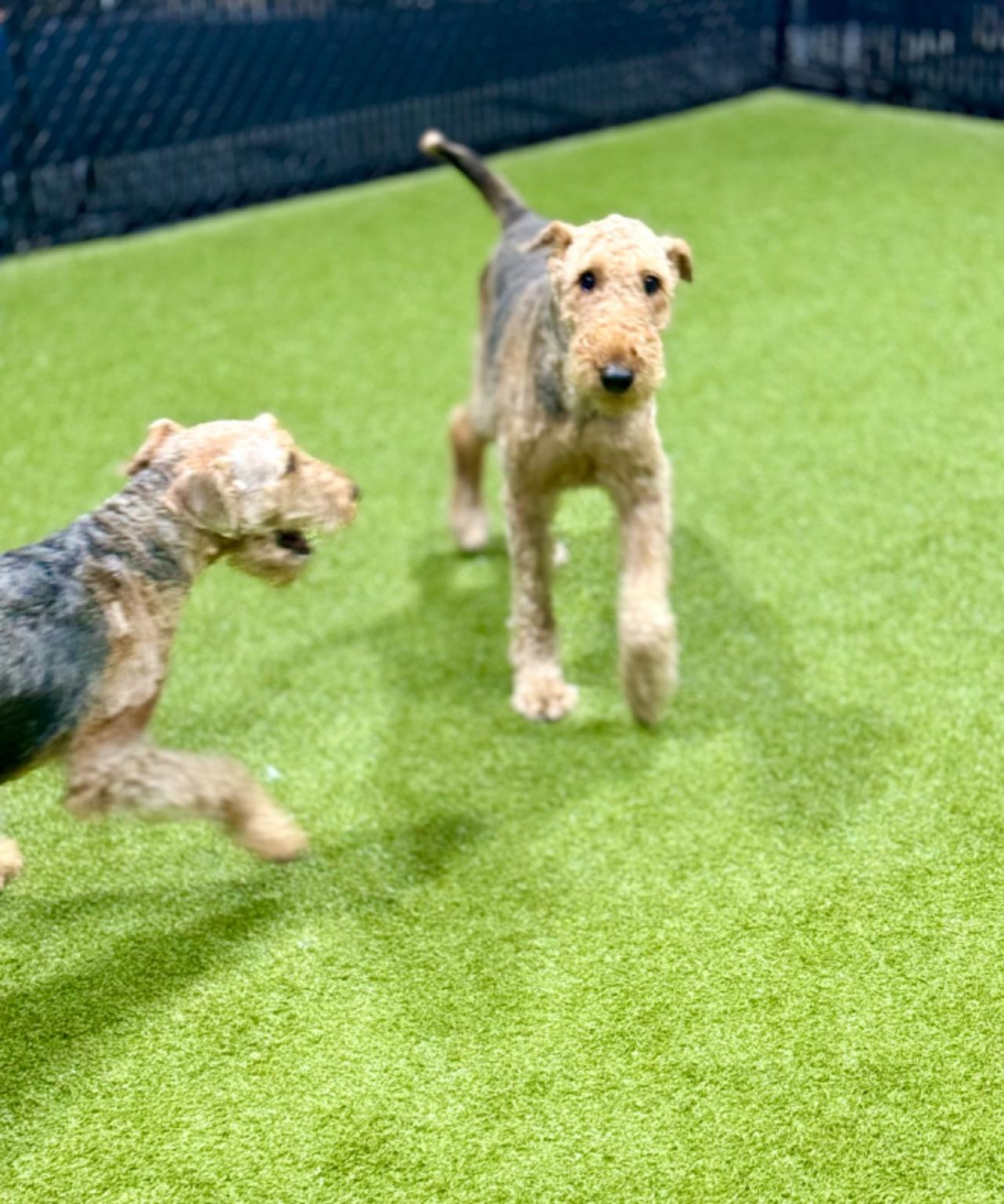 The Pup Hub Dog Daycare And Boarding | Paw Partner