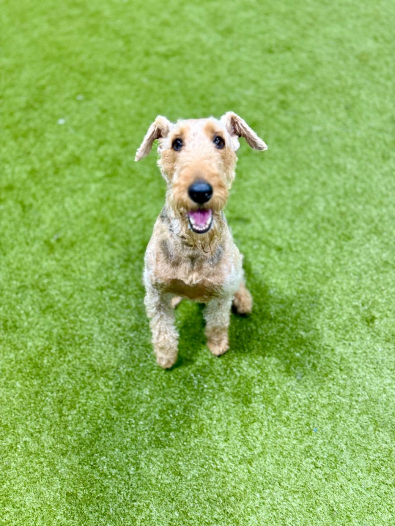 The Pup Hub Dog Daycare And Boarding | Paw Partner