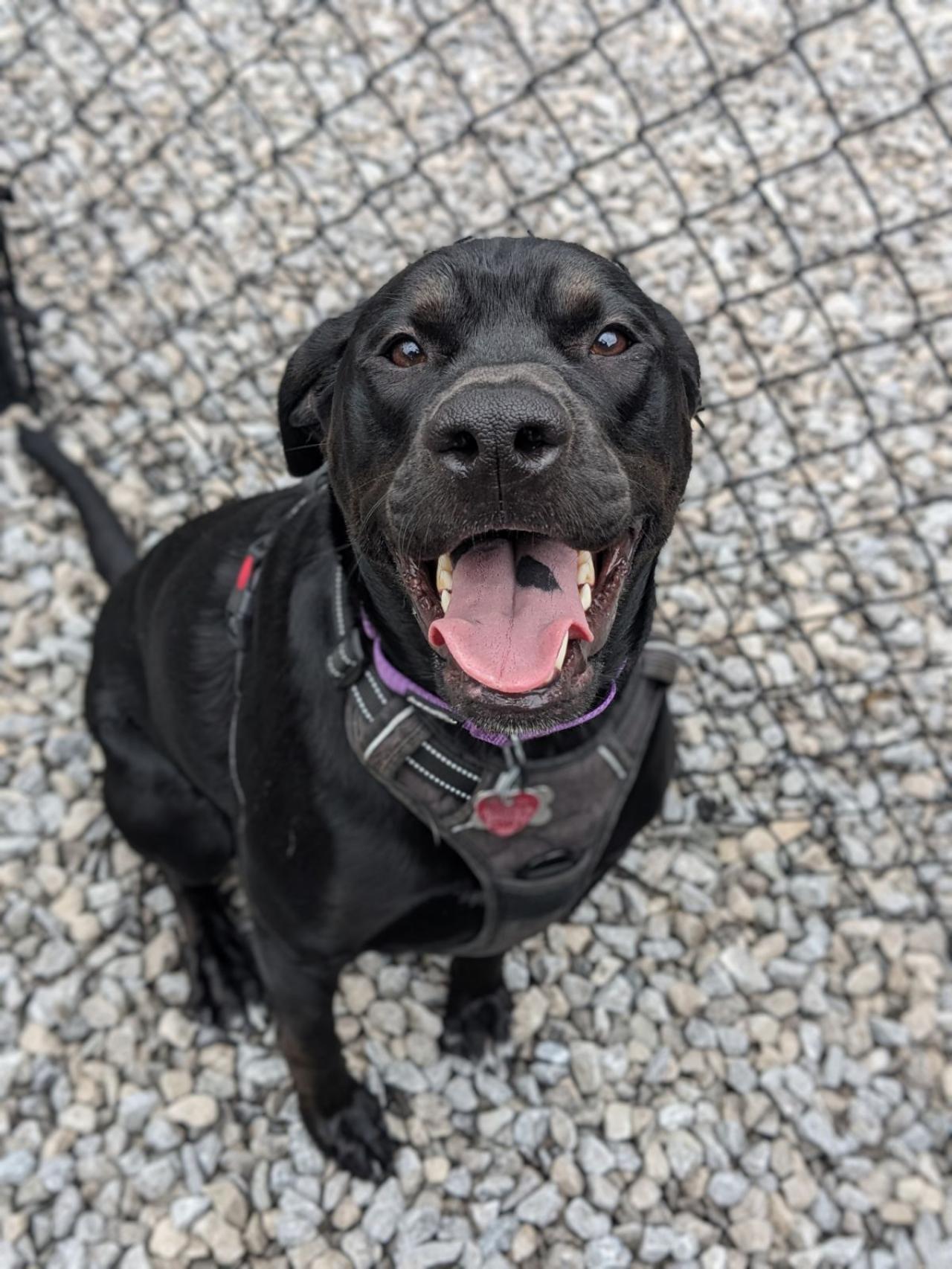 Paws & Beyond LLC | Paw Partner