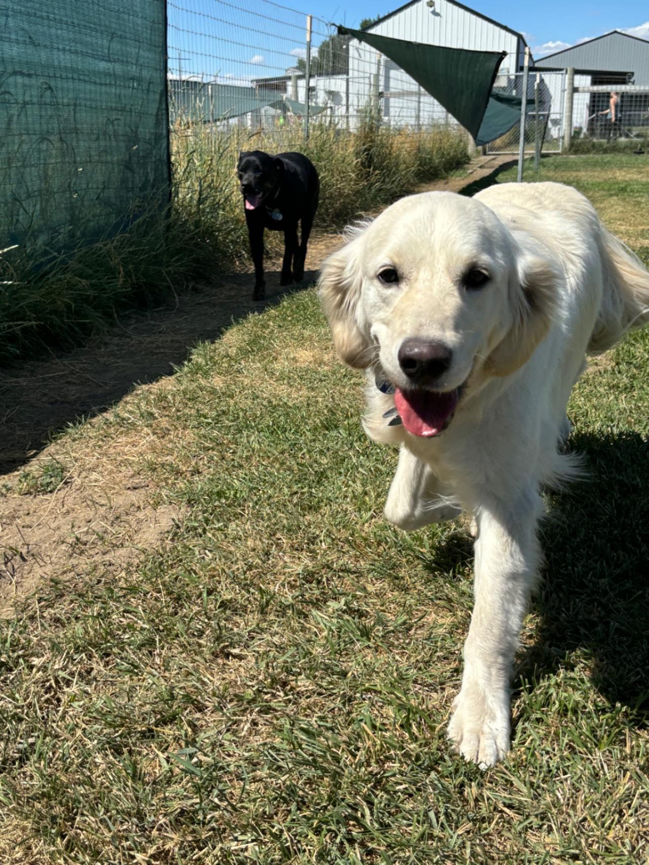 Country Kennels | Paw Partner