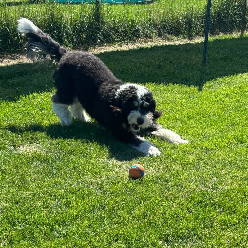 Country Kennels | Paw Partner