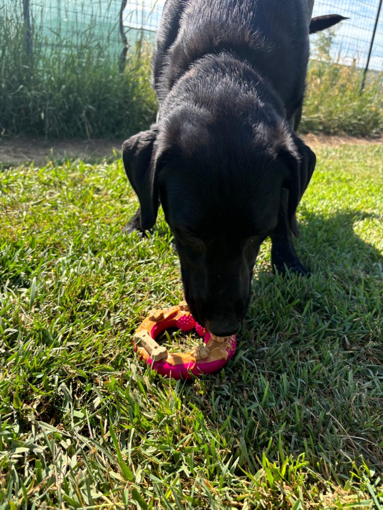 Country Kennels | Paw Partner