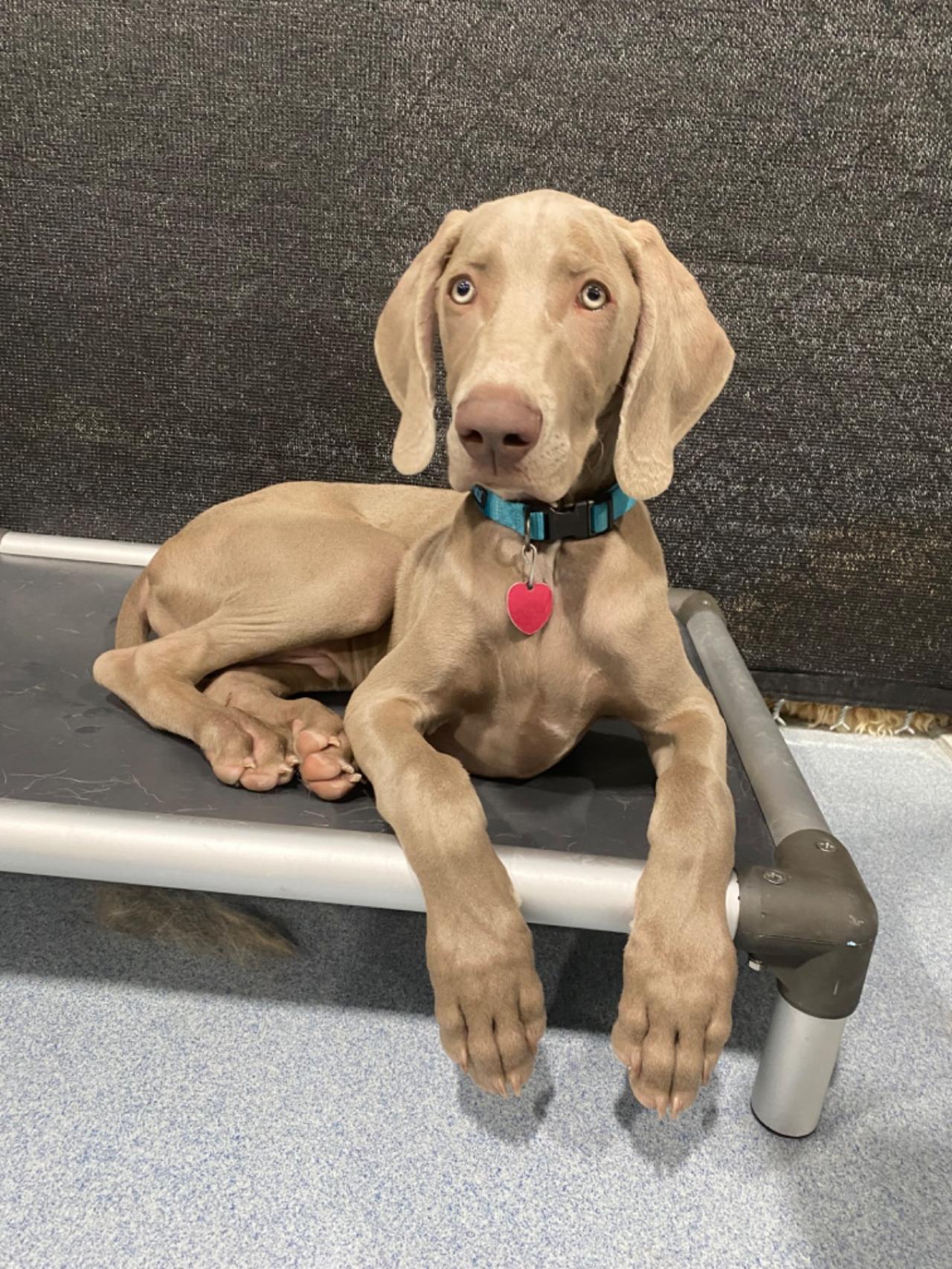 Rowdy Ruff House | Paw Partner