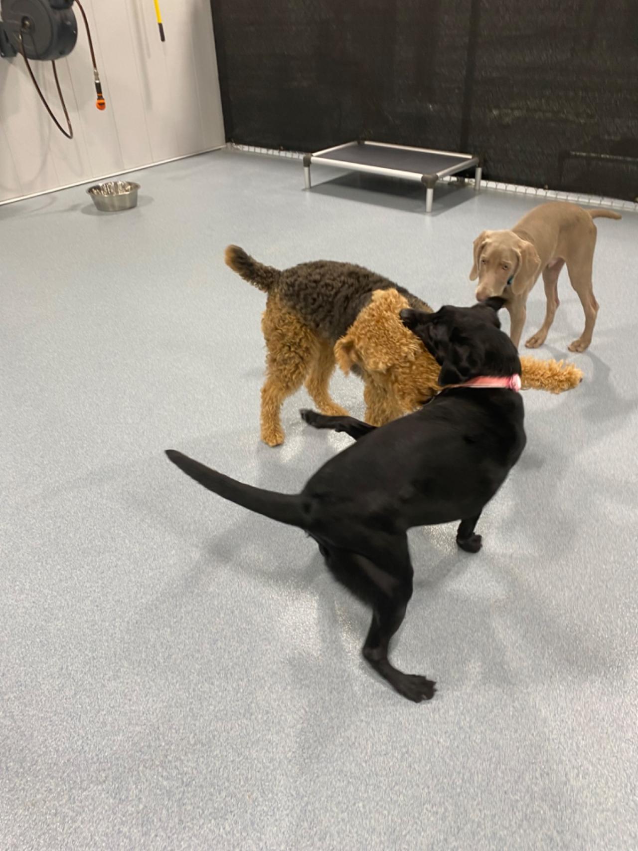 Rowdy Ruff House | Paw Partner