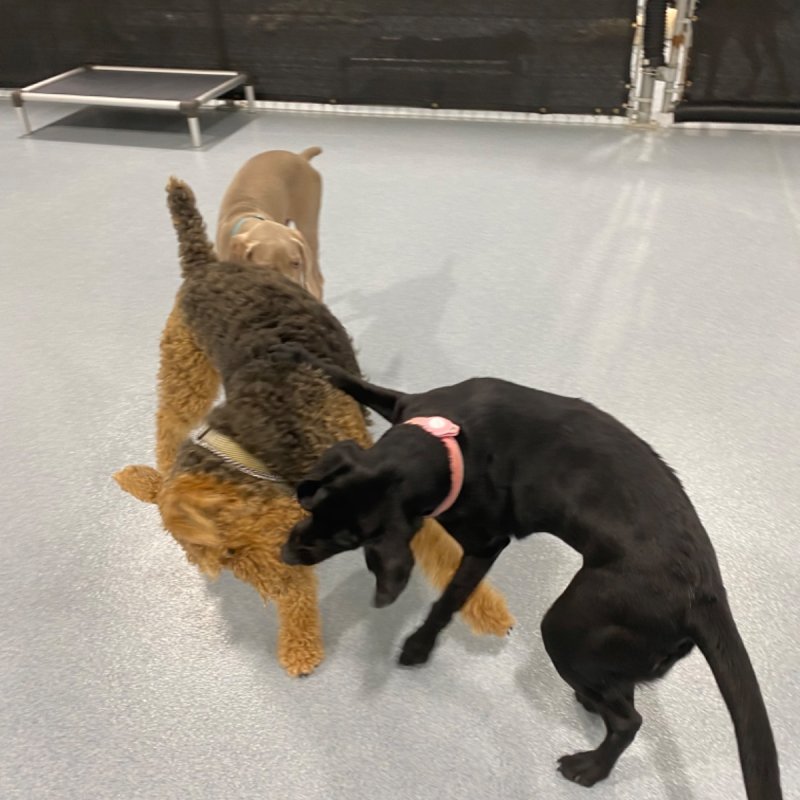 Rowdy Ruff House | Paw Partner