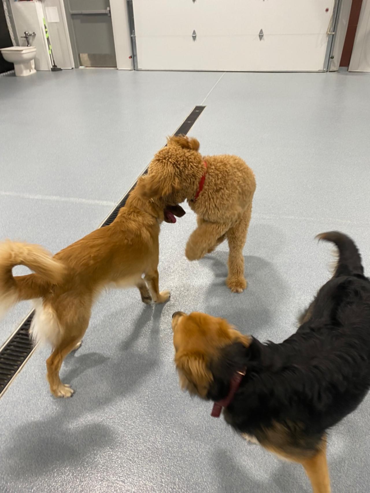 Rowdy Ruff House | Paw Partner