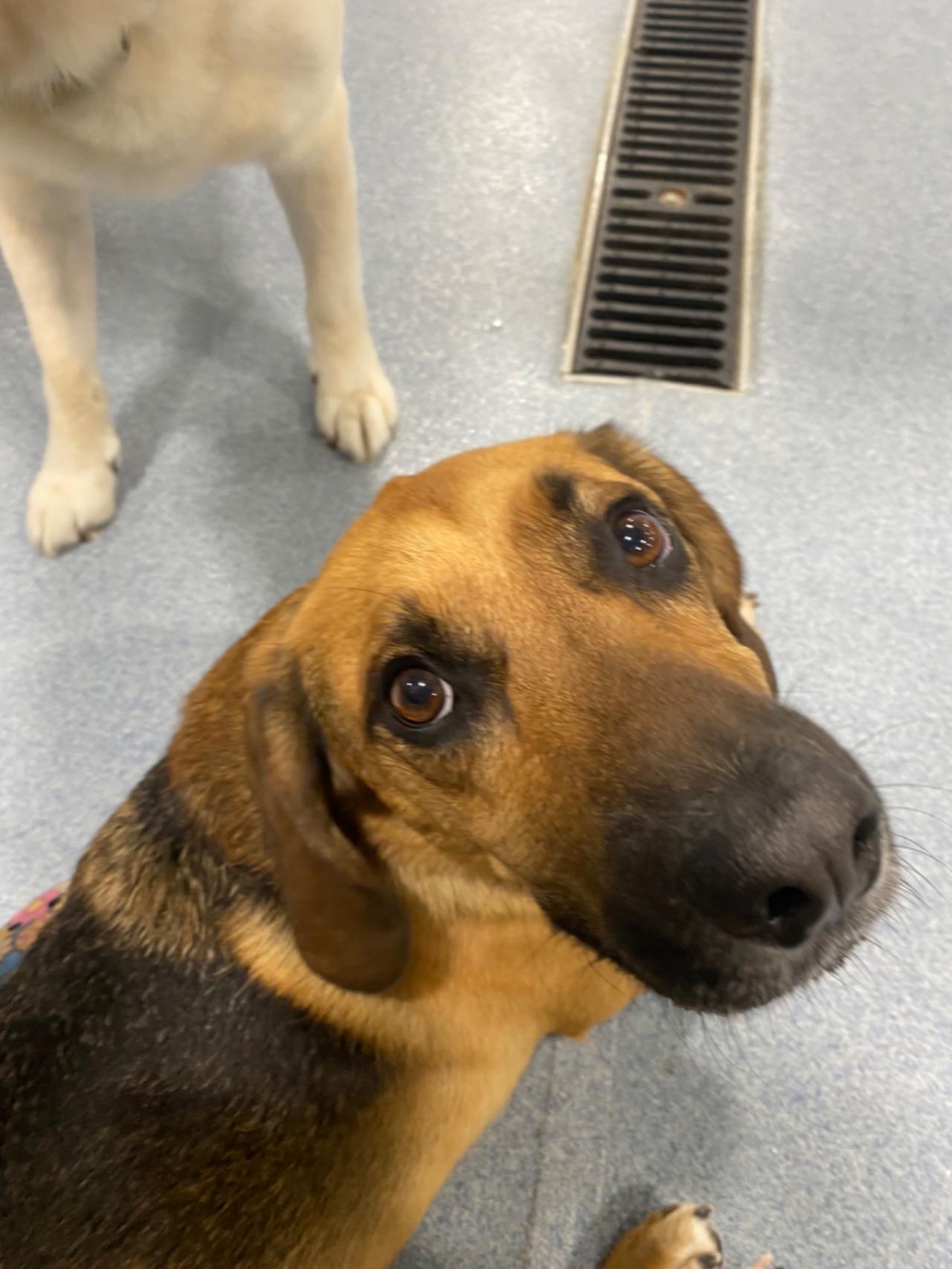 Rowdy Ruff House | Paw Partner