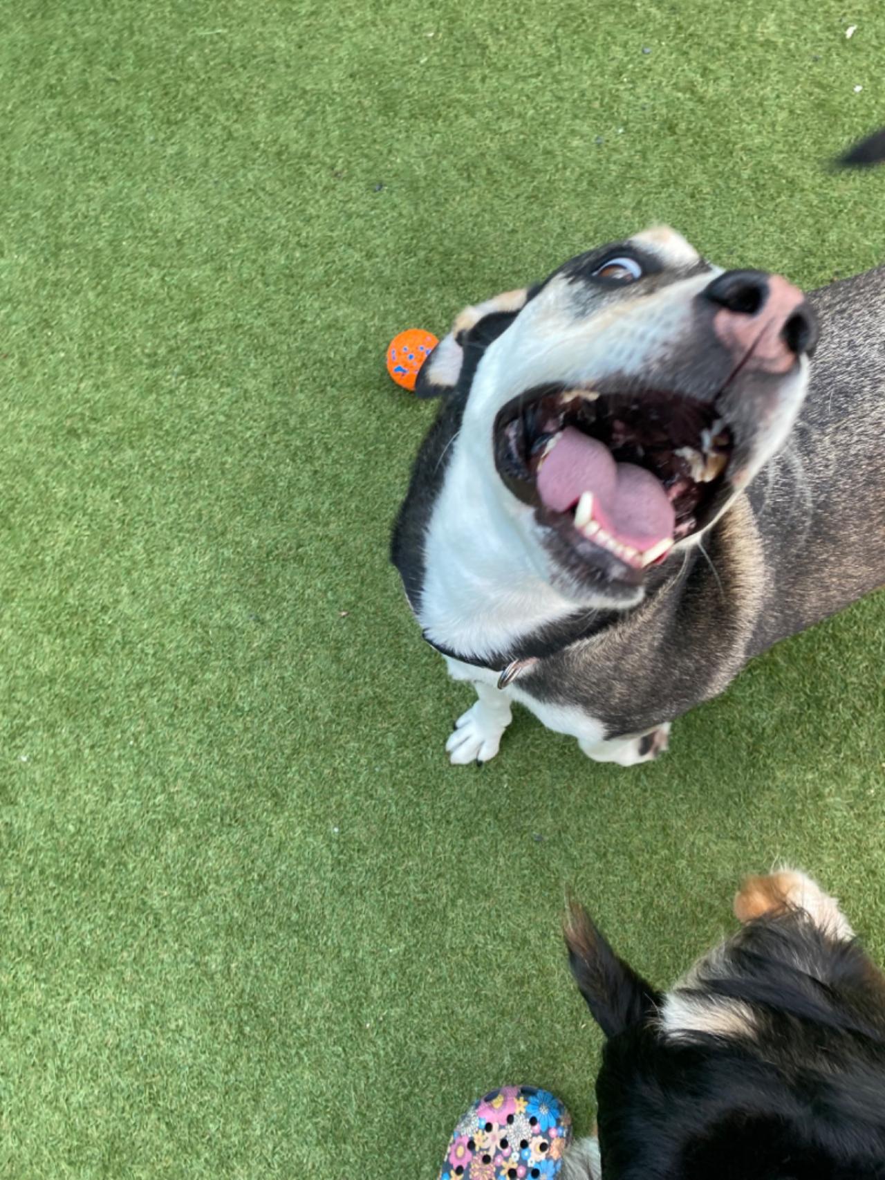 Rowdy Ruff House | Paw Partner