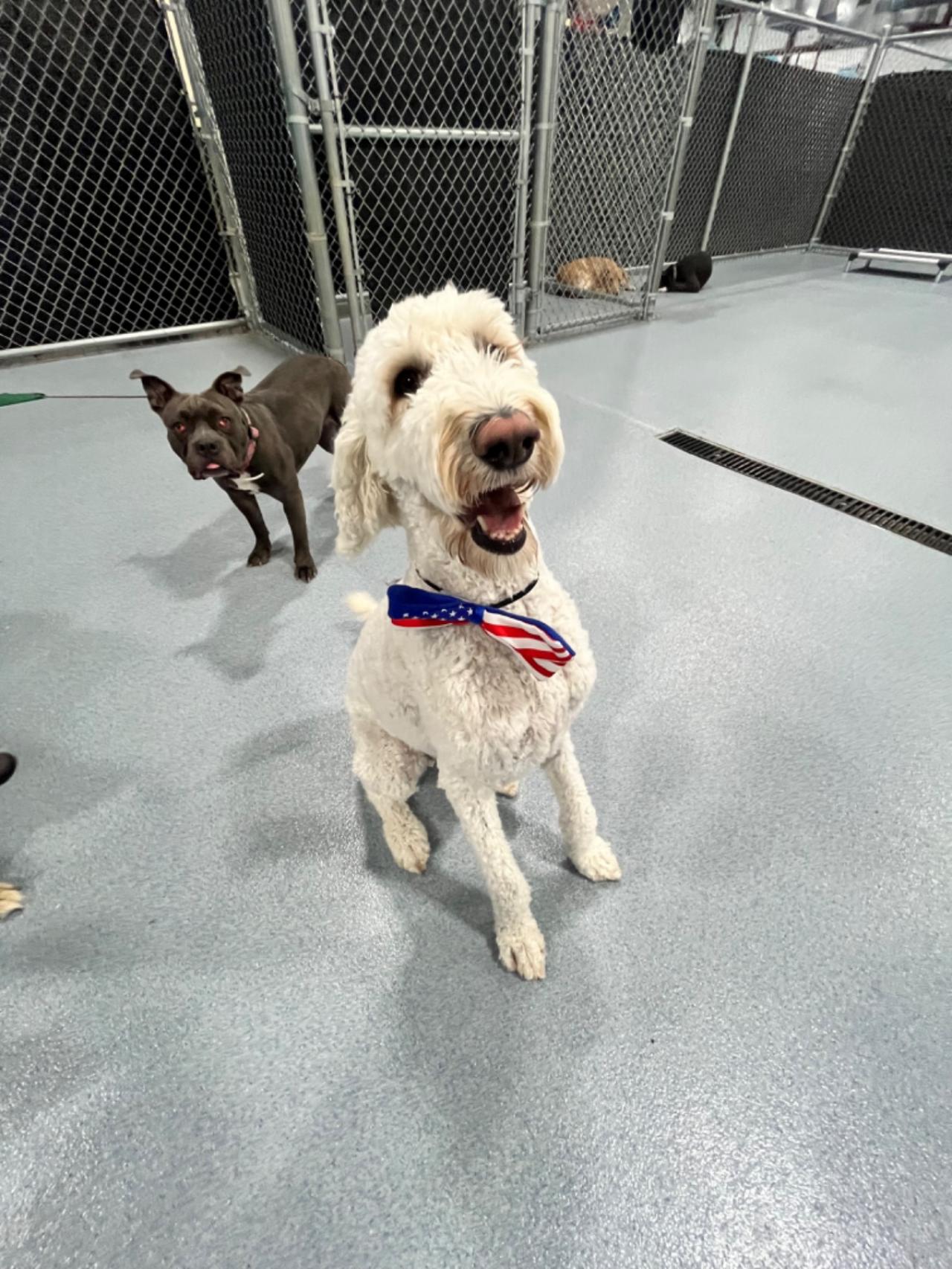 Rowdy Ruff House | Paw Partner