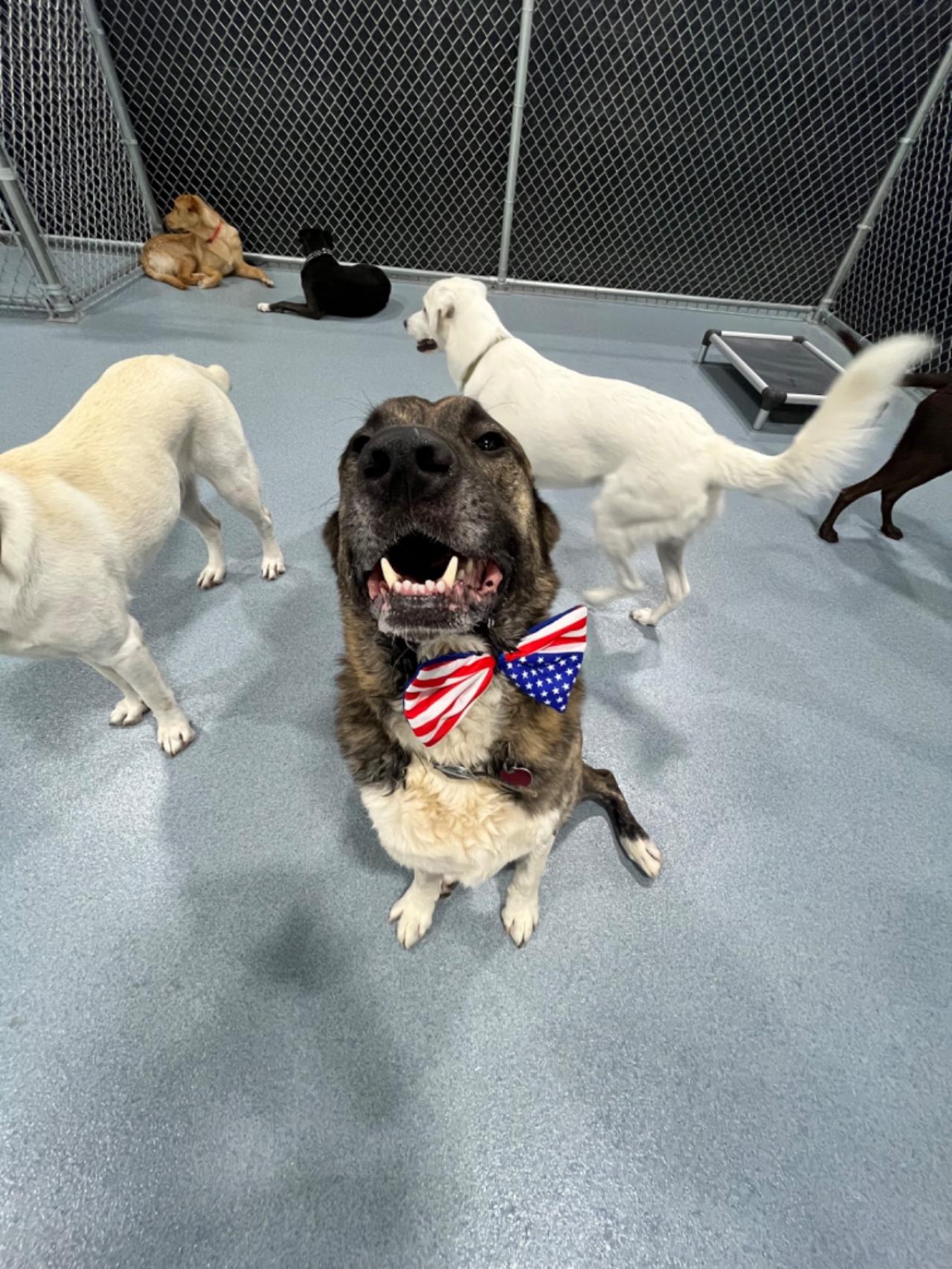 Rowdy Ruff House | Paw Partner