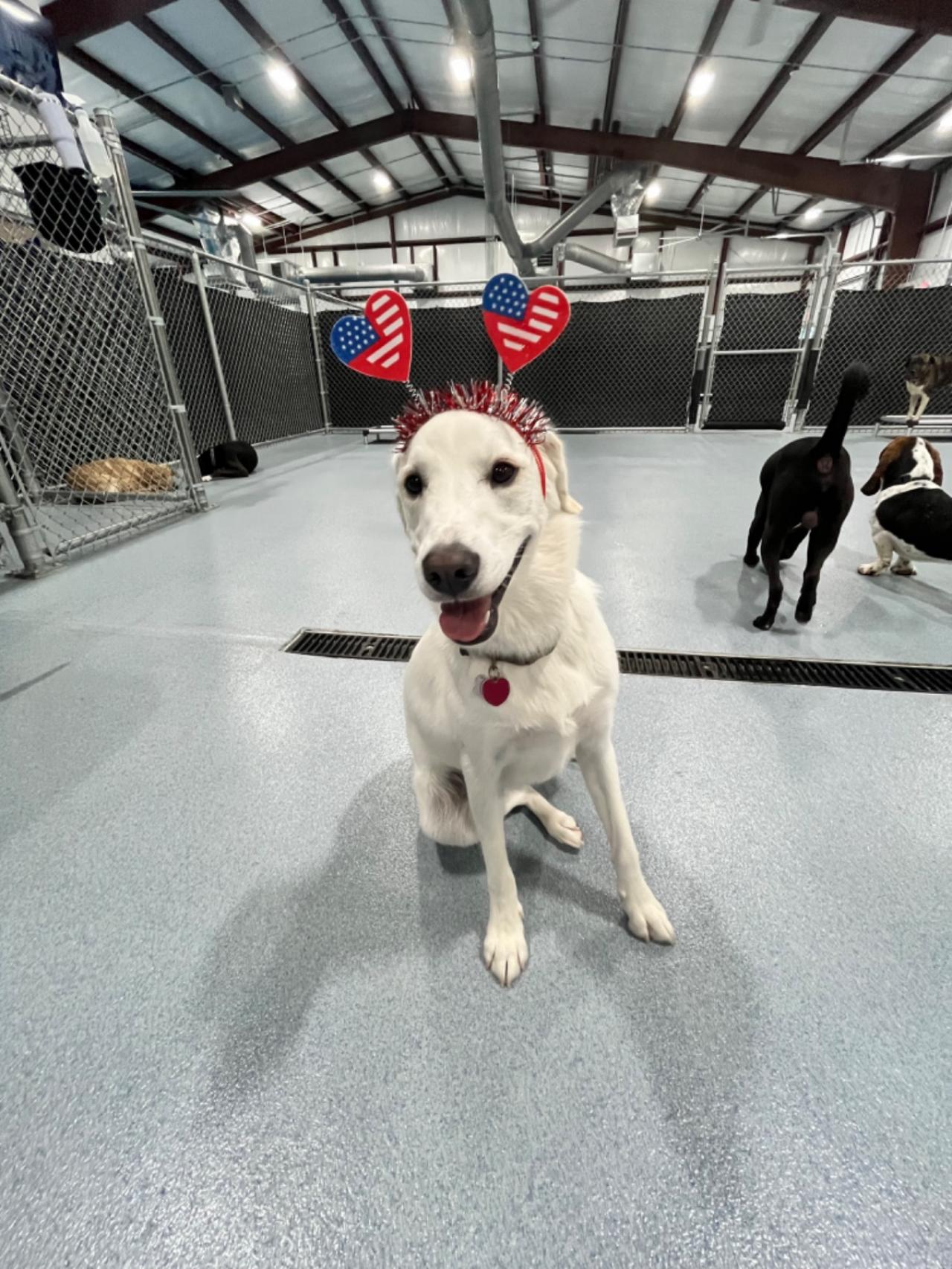 Rowdy Ruff House | Paw Partner