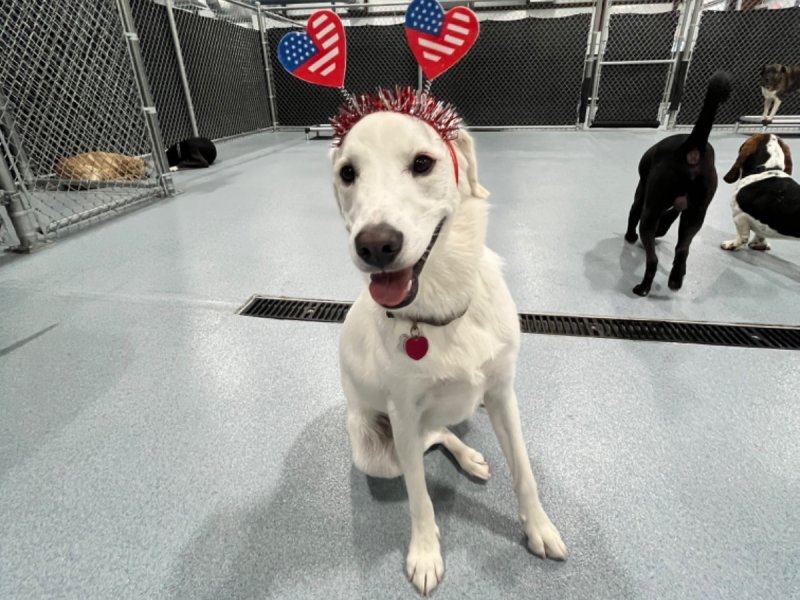 Rowdy Ruff House | Paw Partner