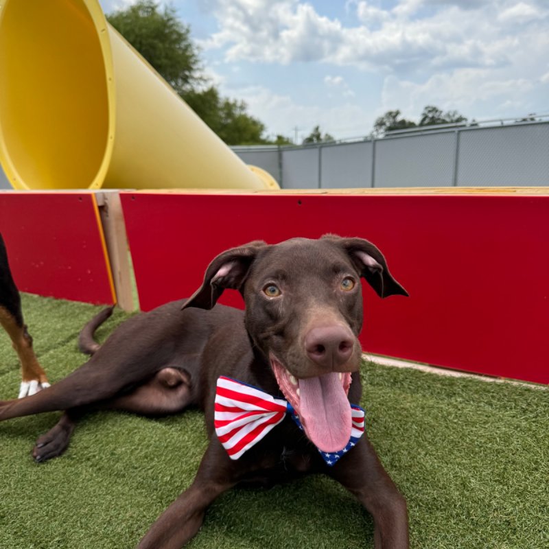 Rowdy Ruff House | Paw Partner