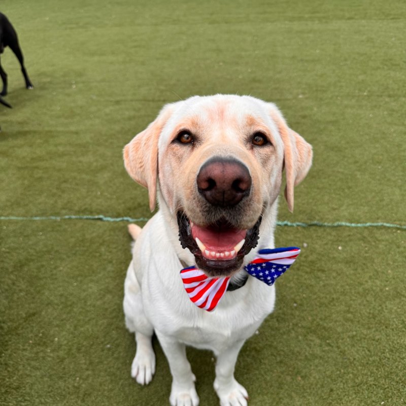 Rowdy Ruff House | Paw Partner