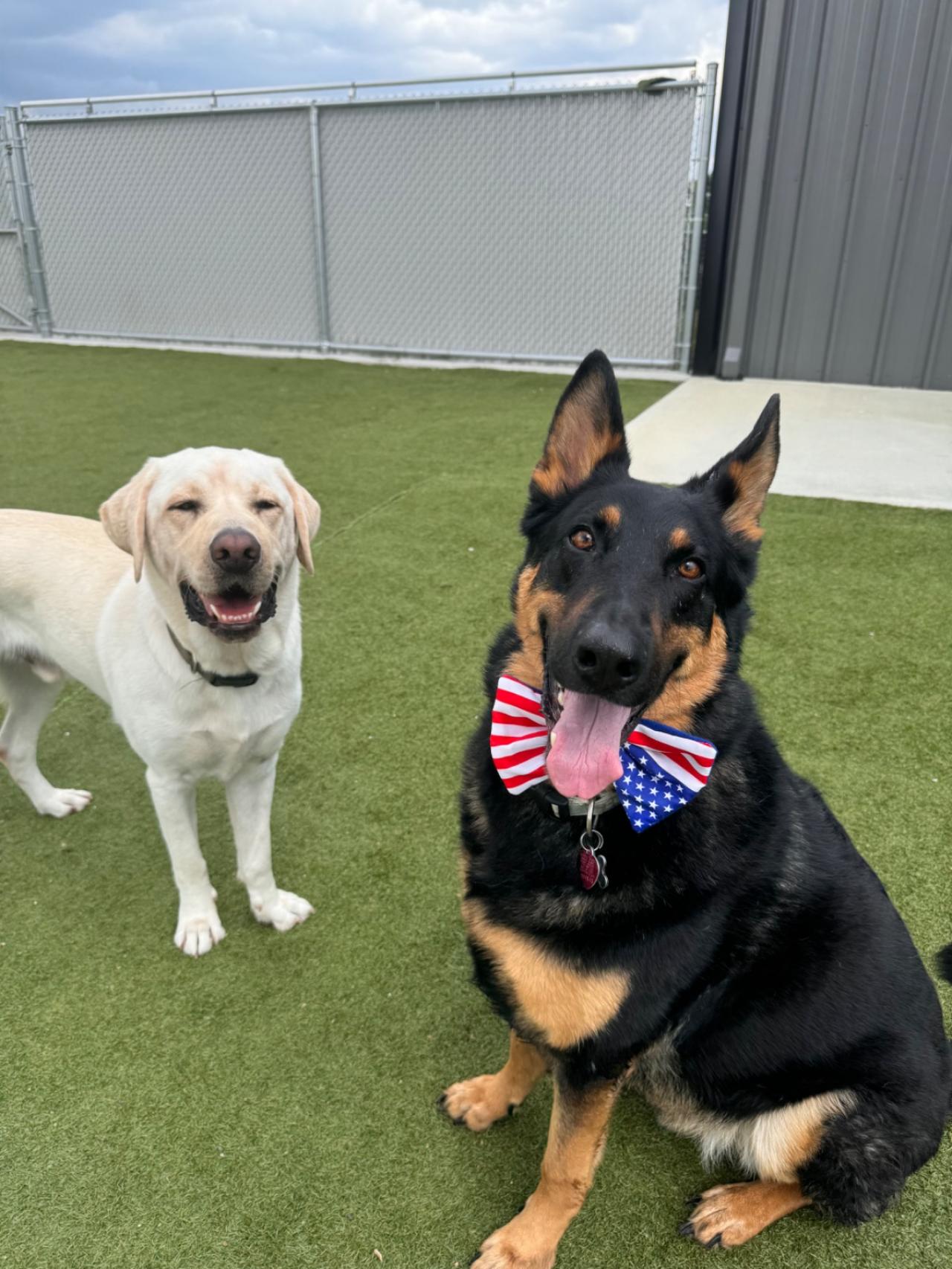 Rowdy Ruff House | Paw Partner