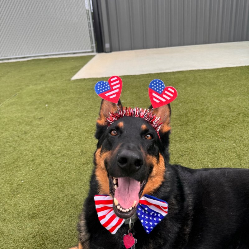 Rowdy Ruff House | Paw Partner