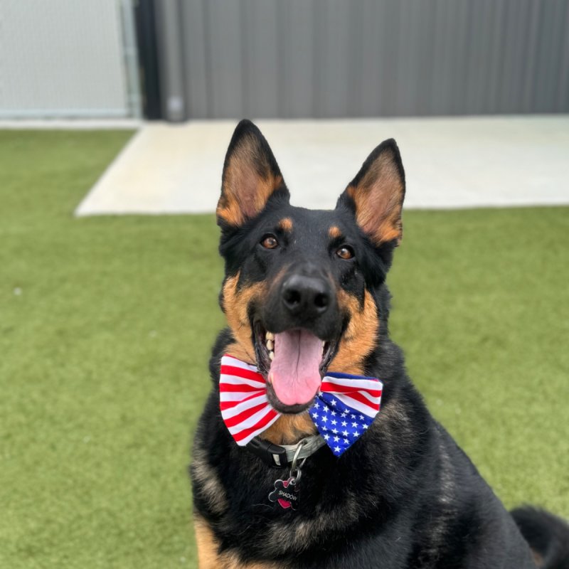 Rowdy Ruff House | Paw Partner