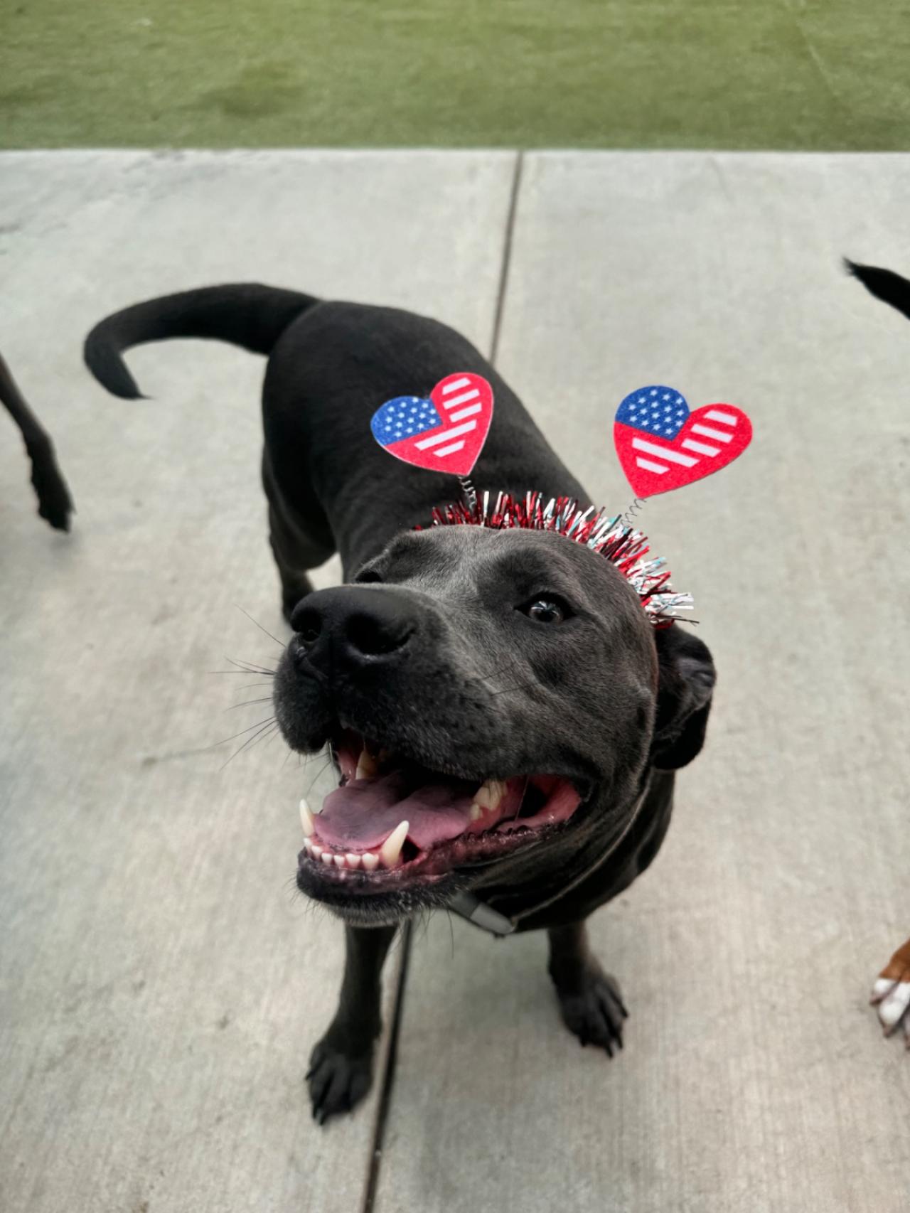 Rowdy Ruff House | Paw Partner