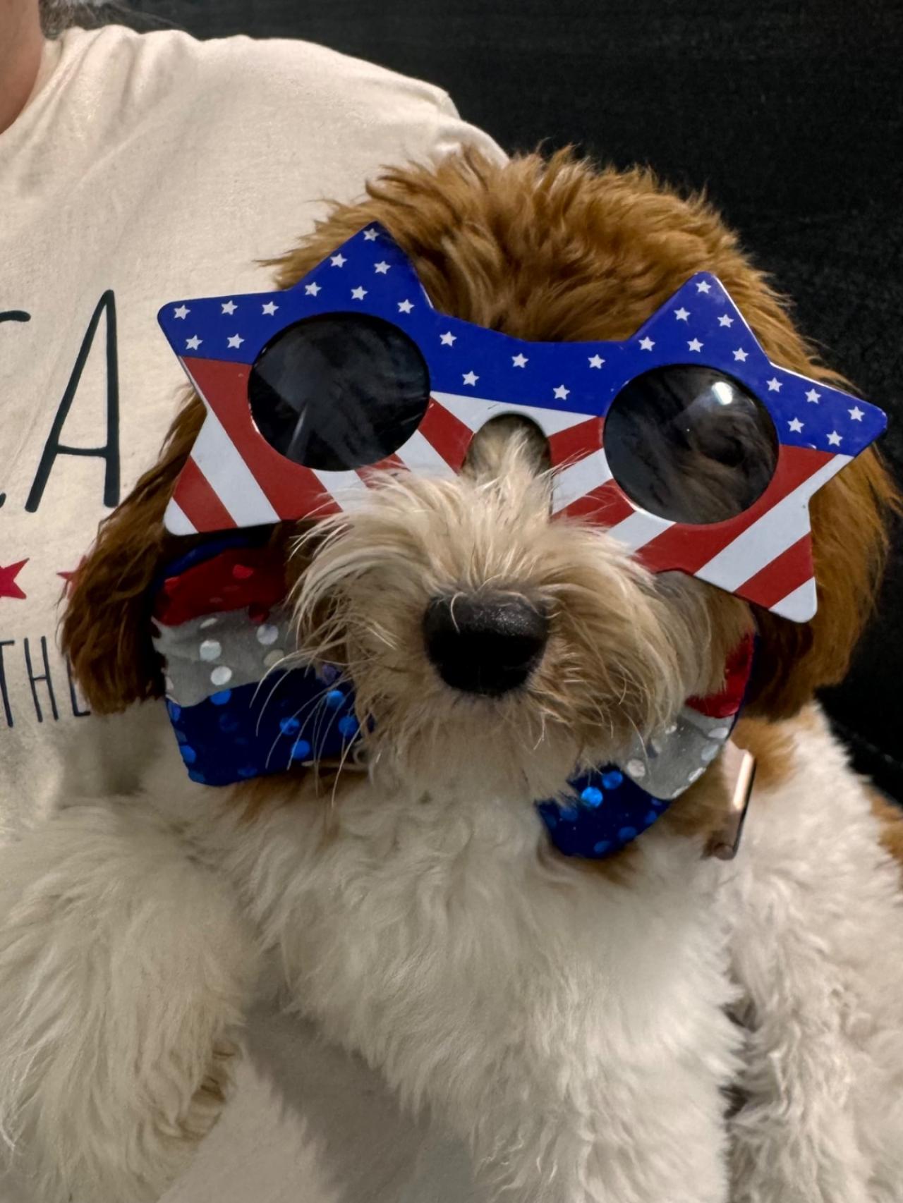 Rowdy Ruff House | Paw Partner