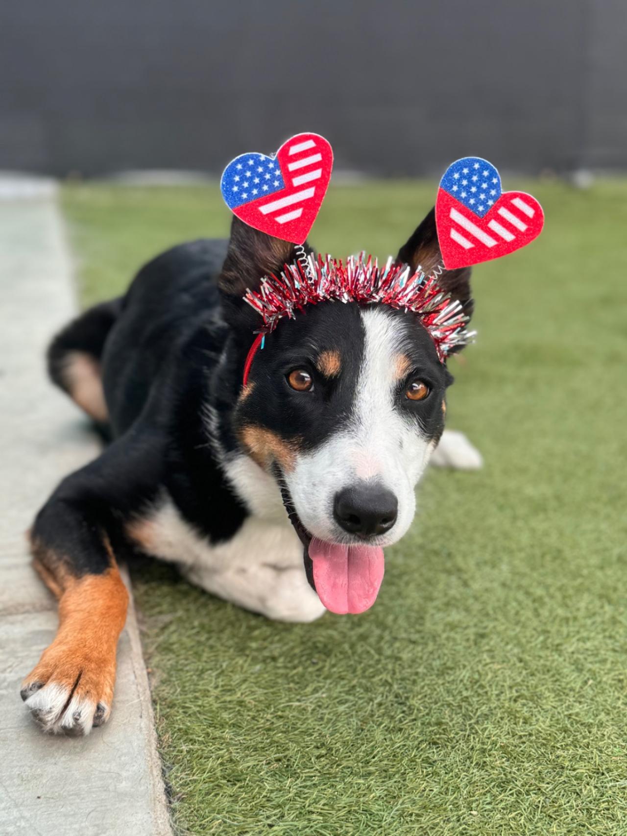 Rowdy Ruff House | Paw Partner