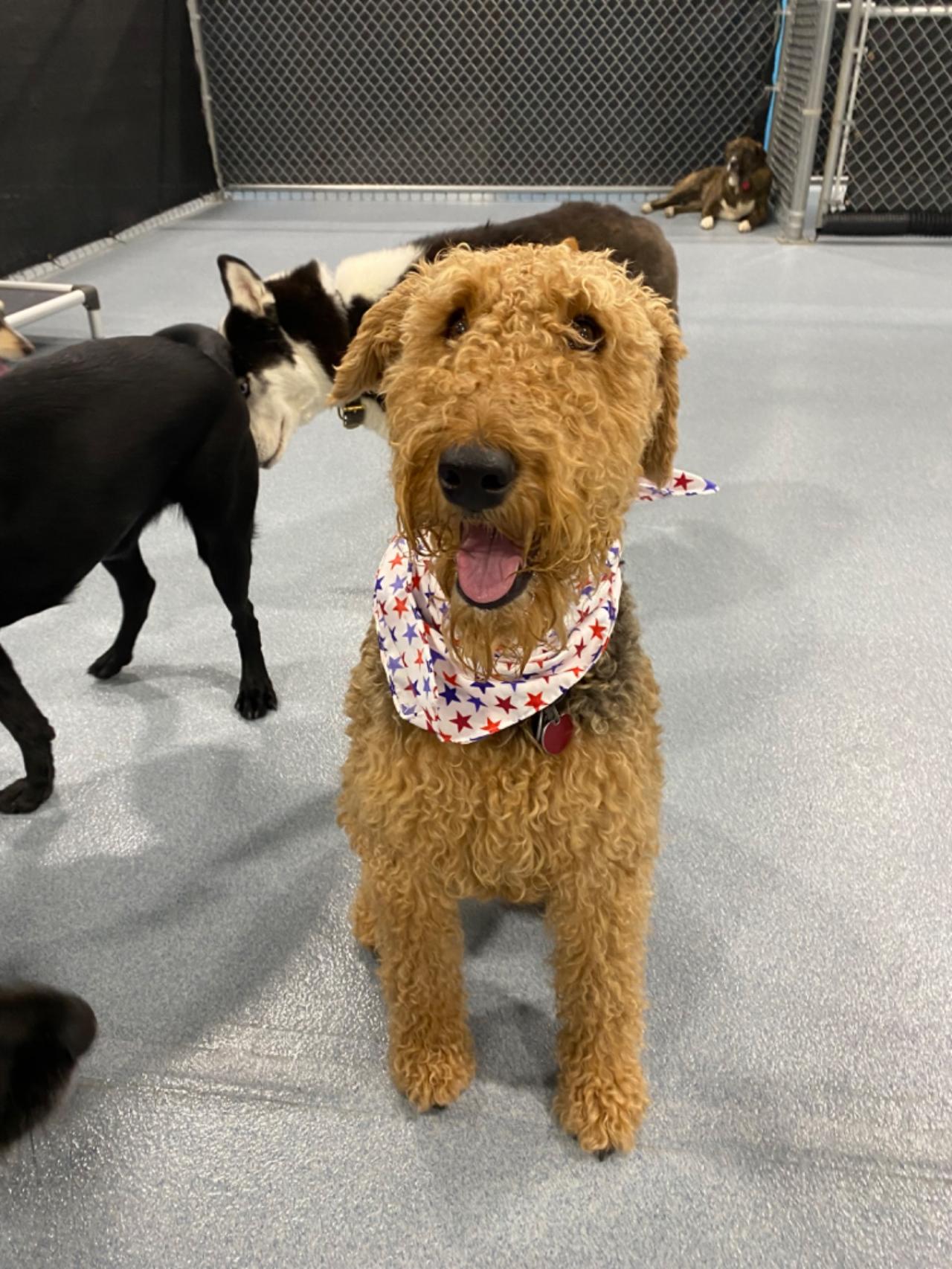 Rowdy Ruff House | Paw Partner