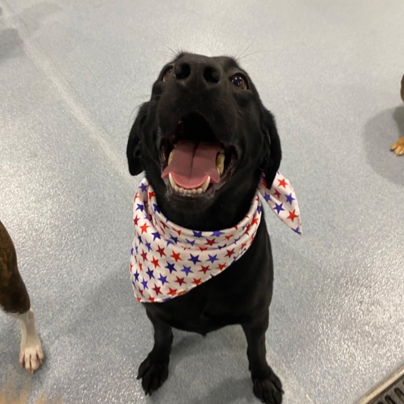 Rowdy Ruff House | Paw Partner