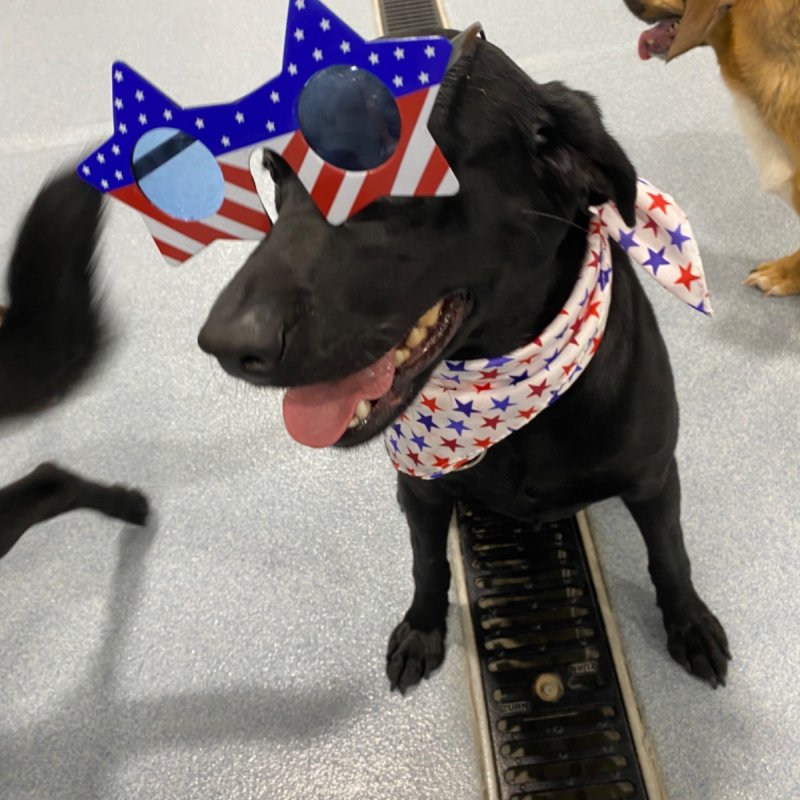 Rowdy Ruff House | Paw Partner