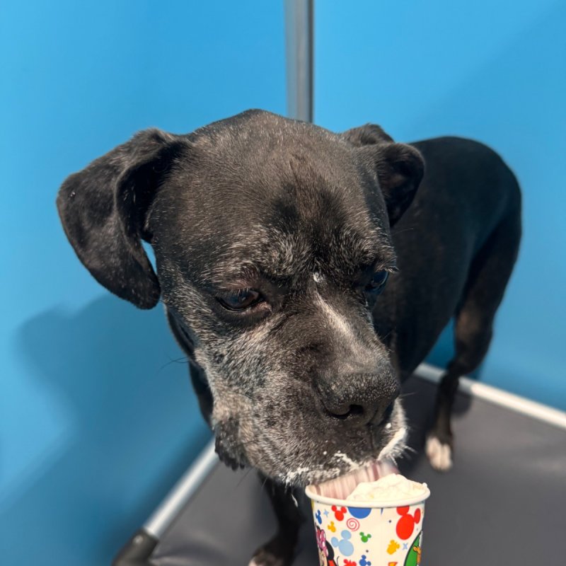 Rowdy Ruff House | Paw Partner