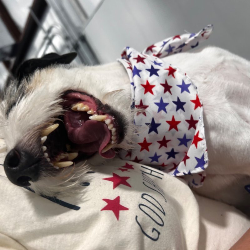 Rowdy Ruff House | Paw Partner