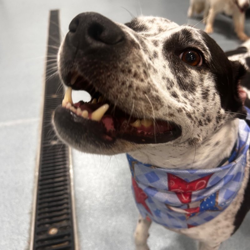 Rowdy Ruff House | Paw Partner