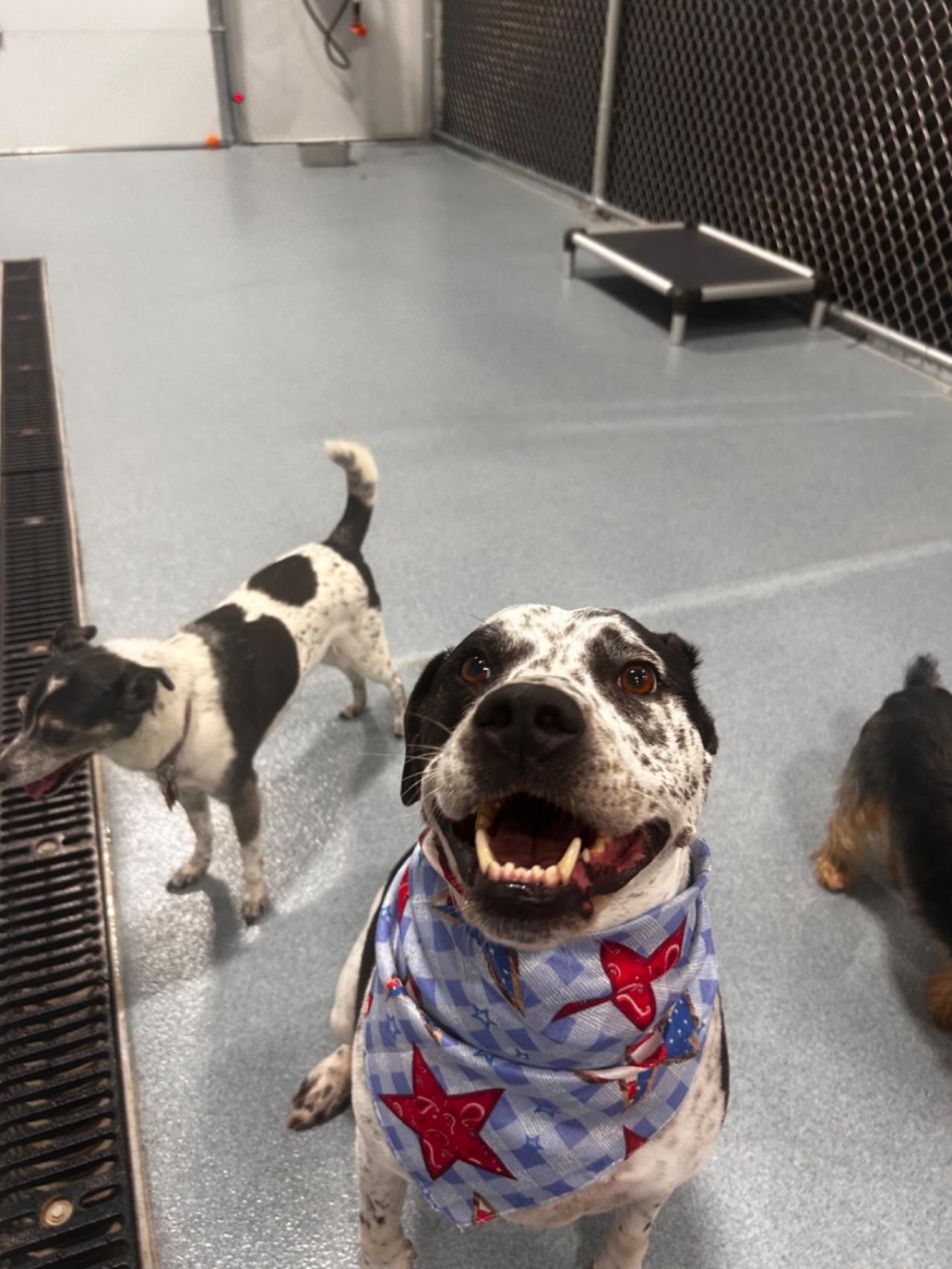 Rowdy Ruff House | Paw Partner