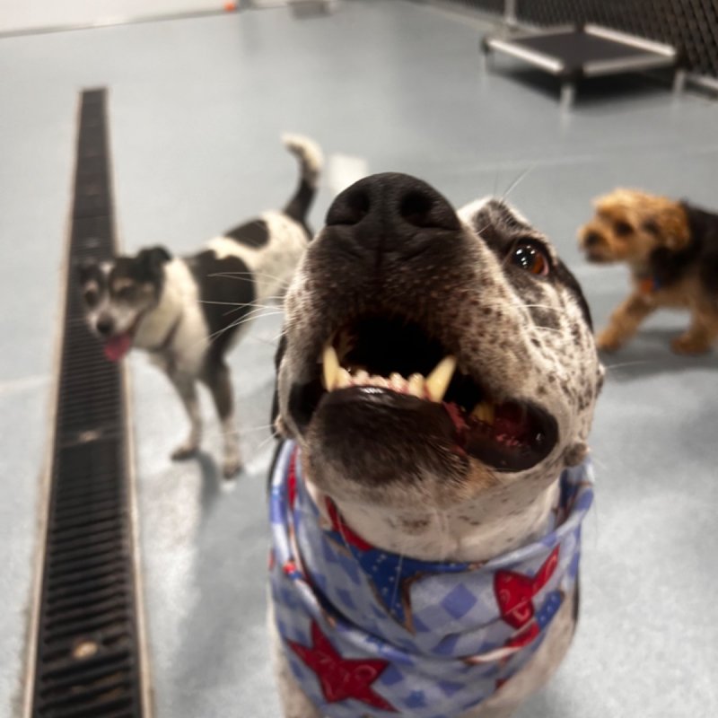 Rowdy Ruff House | Paw Partner