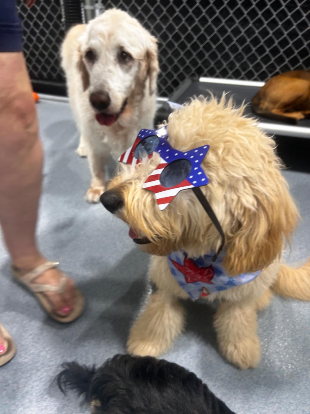 Rowdy Ruff House | Paw Partner