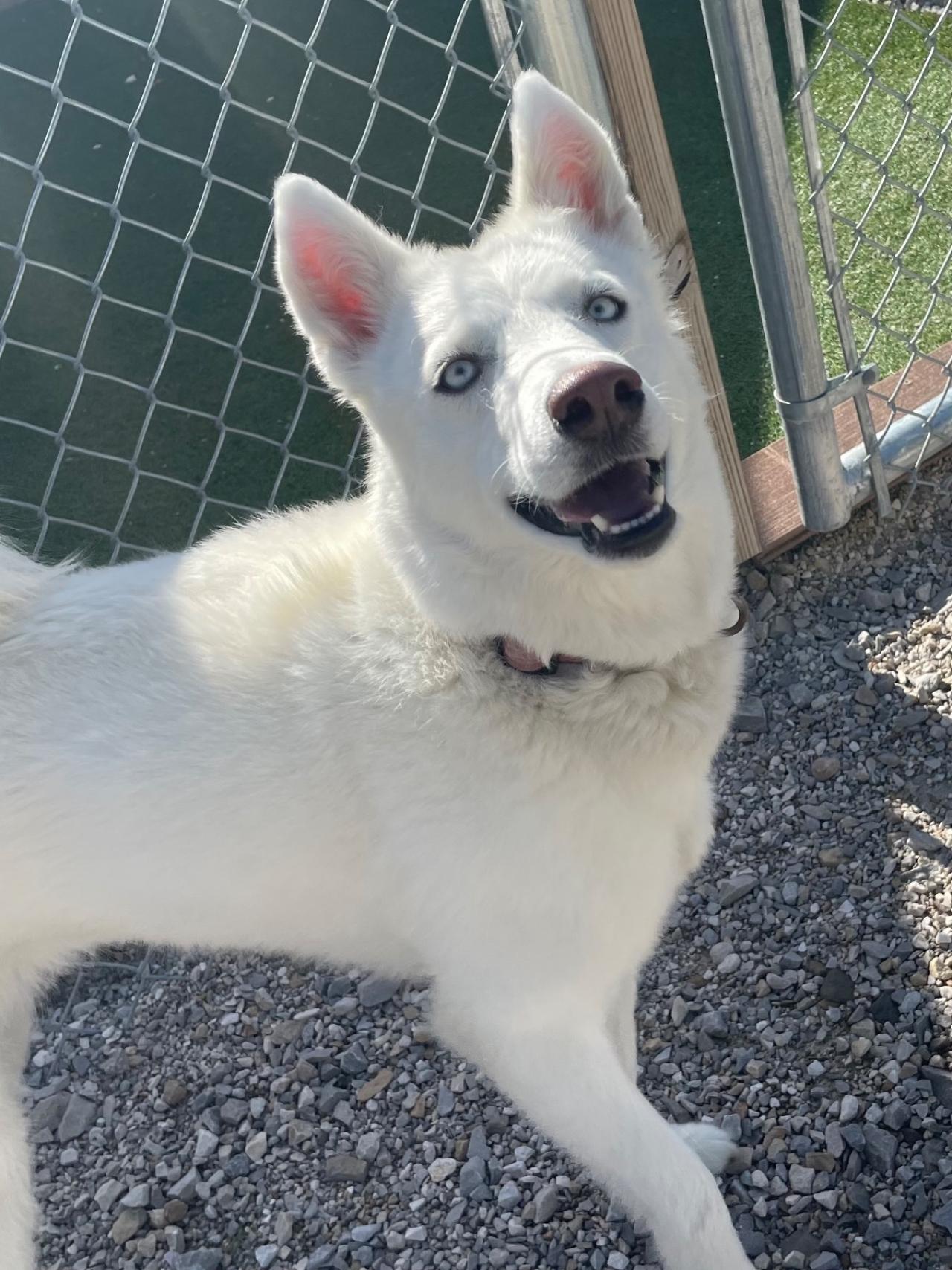 Princeton Pup House | Paw Partner