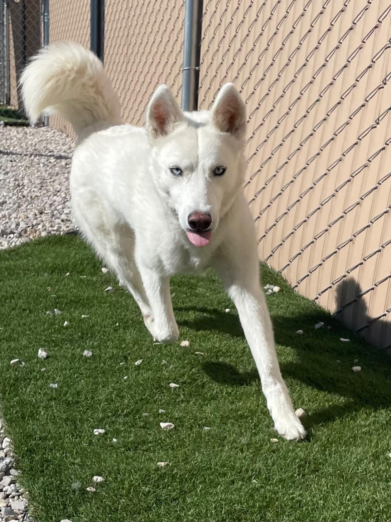 Princeton Pup House | Paw Partner