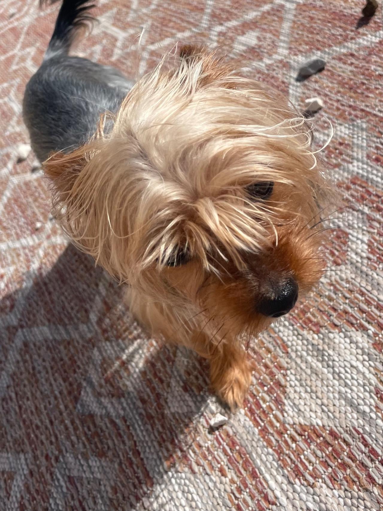 Princeton Pup House | Paw Partner