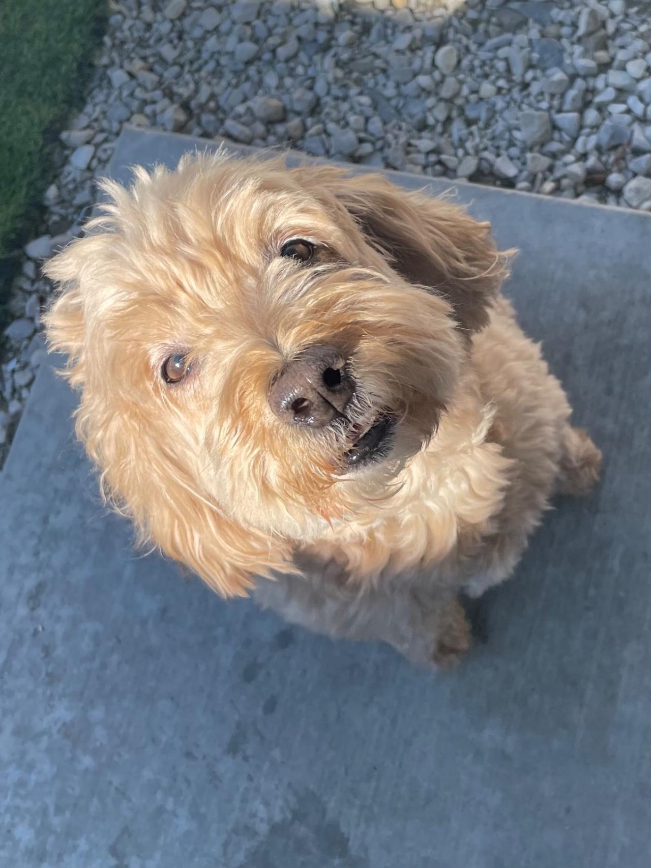 Princeton Pup House | Paw Partner