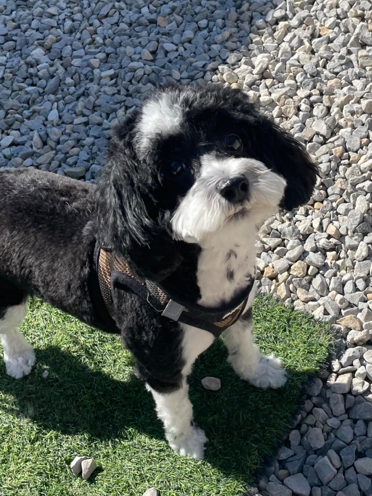 Princeton Pup House | Paw Partner