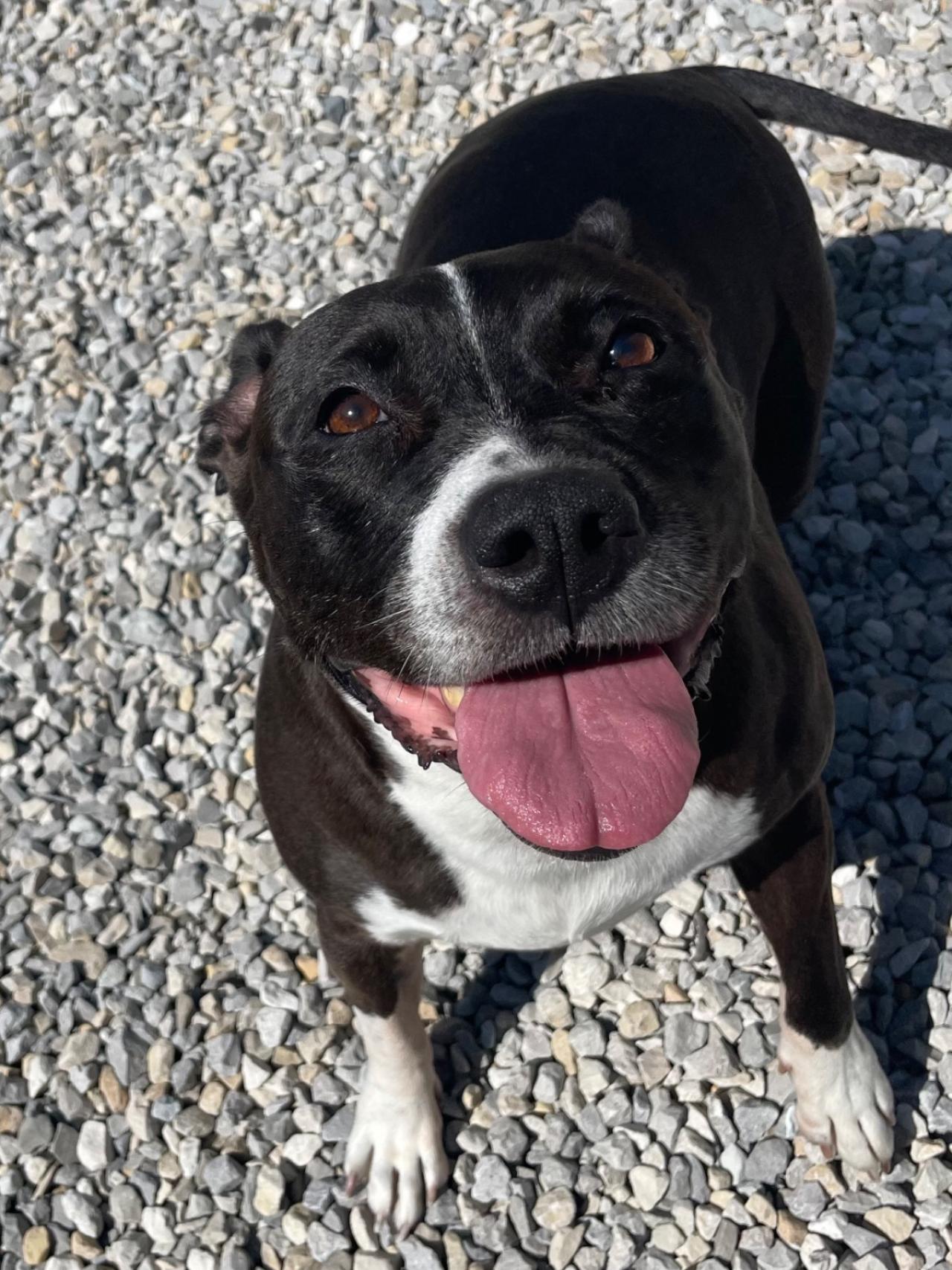 Princeton Pup House | Paw Partner