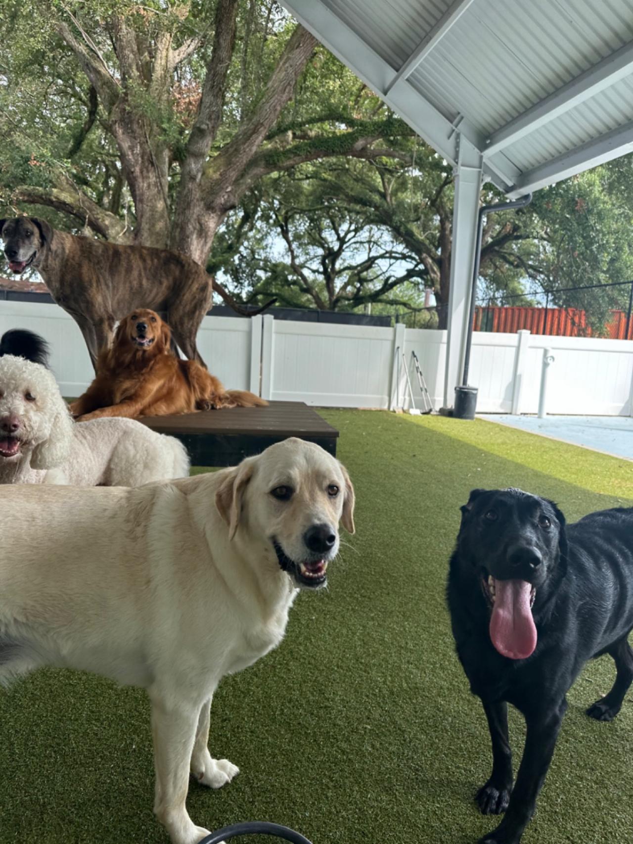 The Lodge Pet Resort | Paw Partner